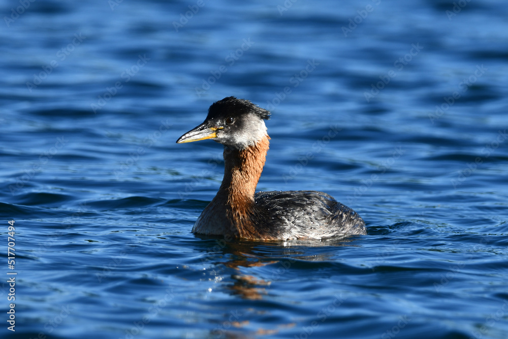 Lake scene of a colorful Red-necked Grebe duck swimming on water Stock ...