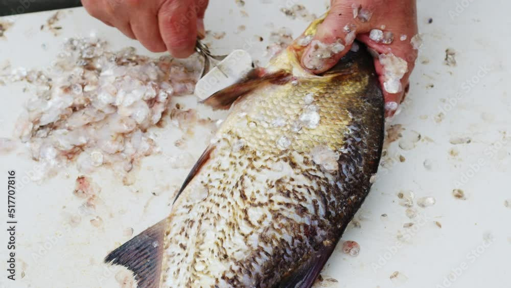 Vidéo Stock Faceless elderly woman or man cleaning freshwater fish with ...