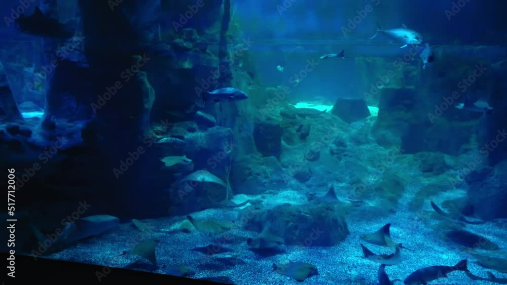 Panoramic view of Istanbul Aquarium, different water animal species ...