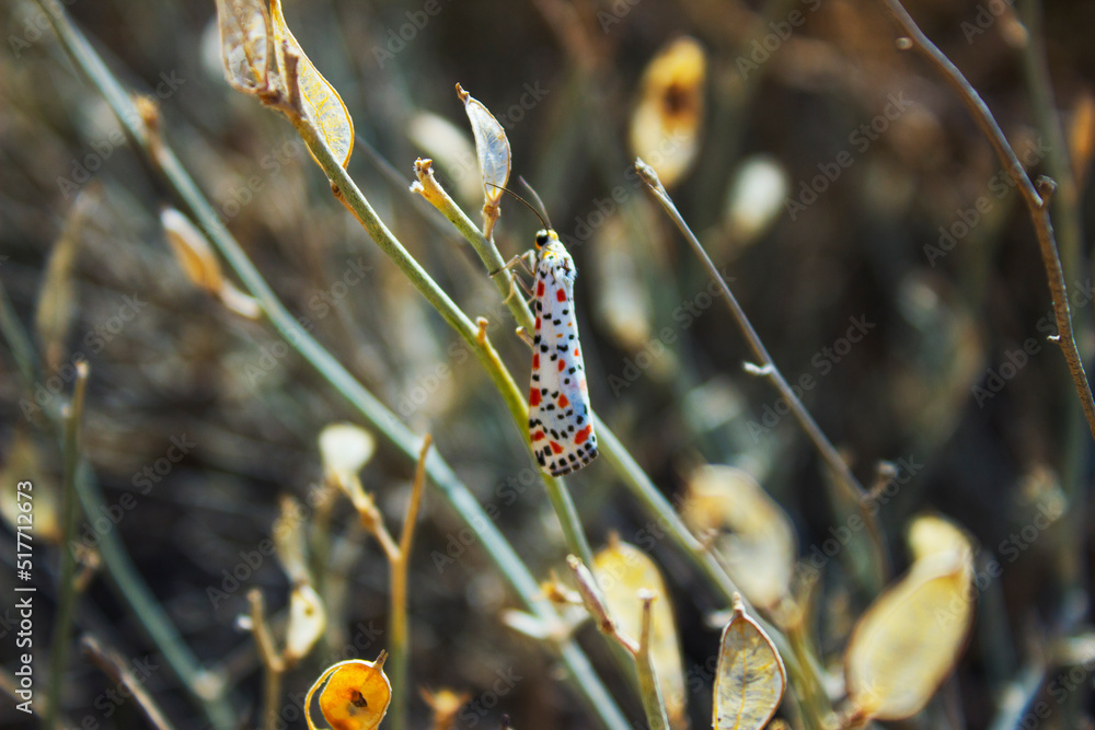 Utetheisa pulchella, the crimson-speckled flunkey, crimson-speckled ...
