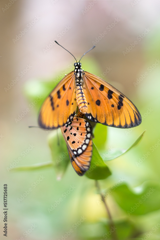 tawny coster butterfly, acraea terpsicore, slow moving, orange color ...