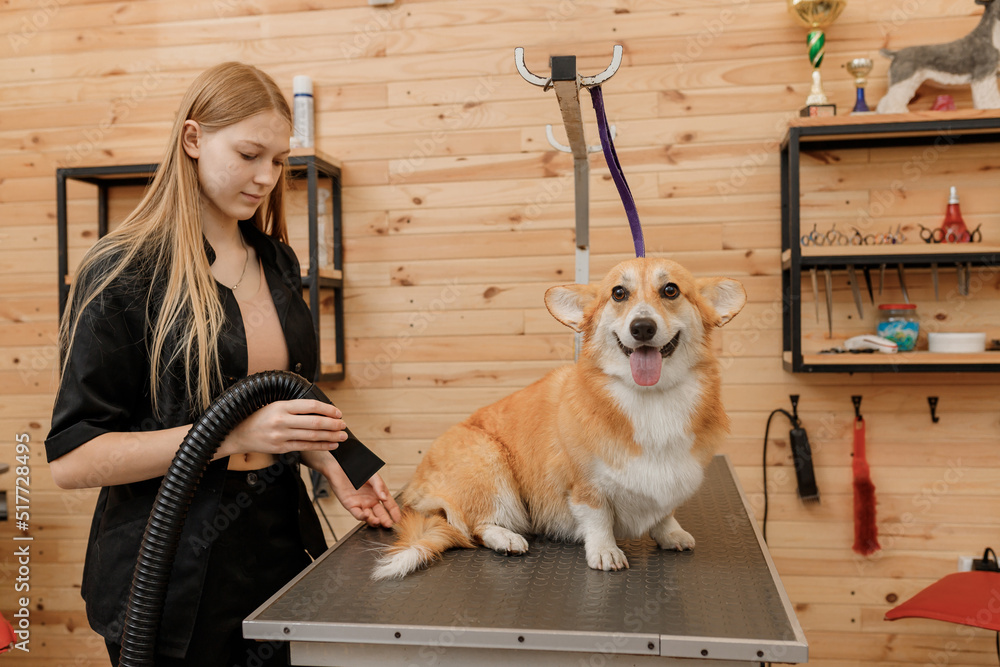 Professional female pet groomer dry Welsh Corgi Pembroke dog fur with a ...