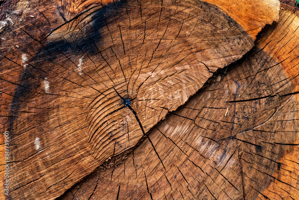 wood cross section. Old wooden oak tree cut surface. Detailed warm dark ...