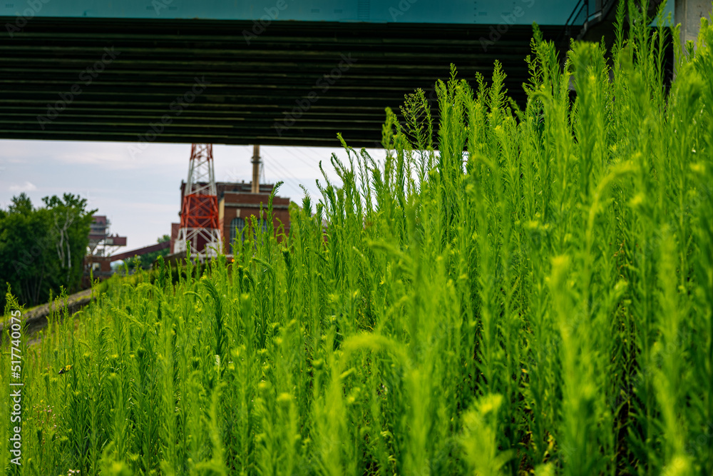 Plants Stock Photo | Adobe Stock