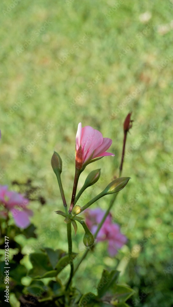Closeup of beautiful rose color flowers of Pelargonium peltatum also ...