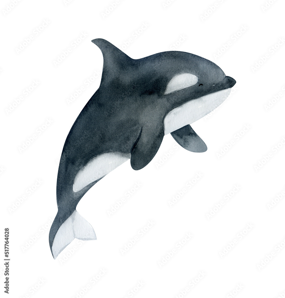 Watercolor killer whale illustration. Cute baby animal underwater ...