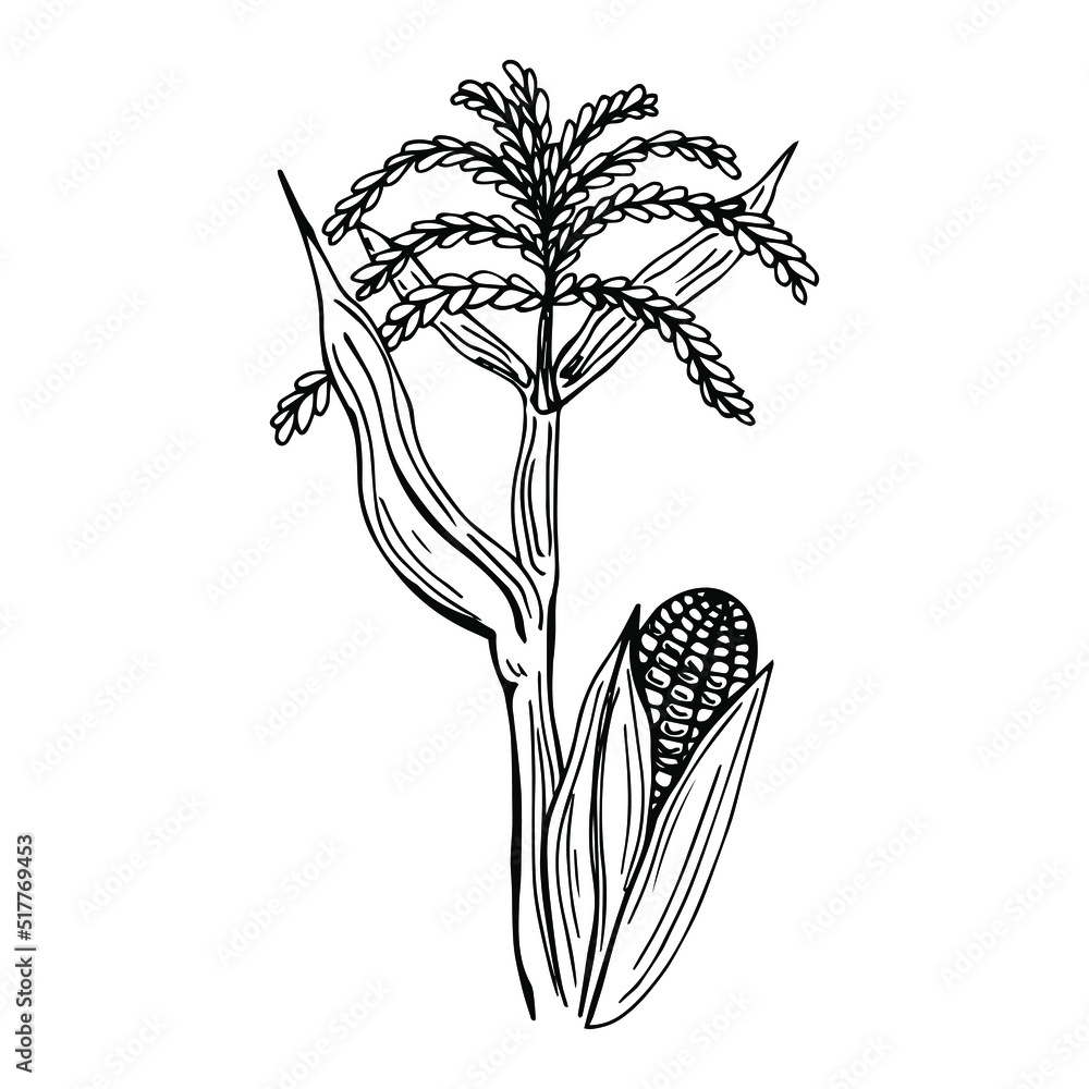 Corn hand drawn vector illustration set. Isolated vegetable engraved ...