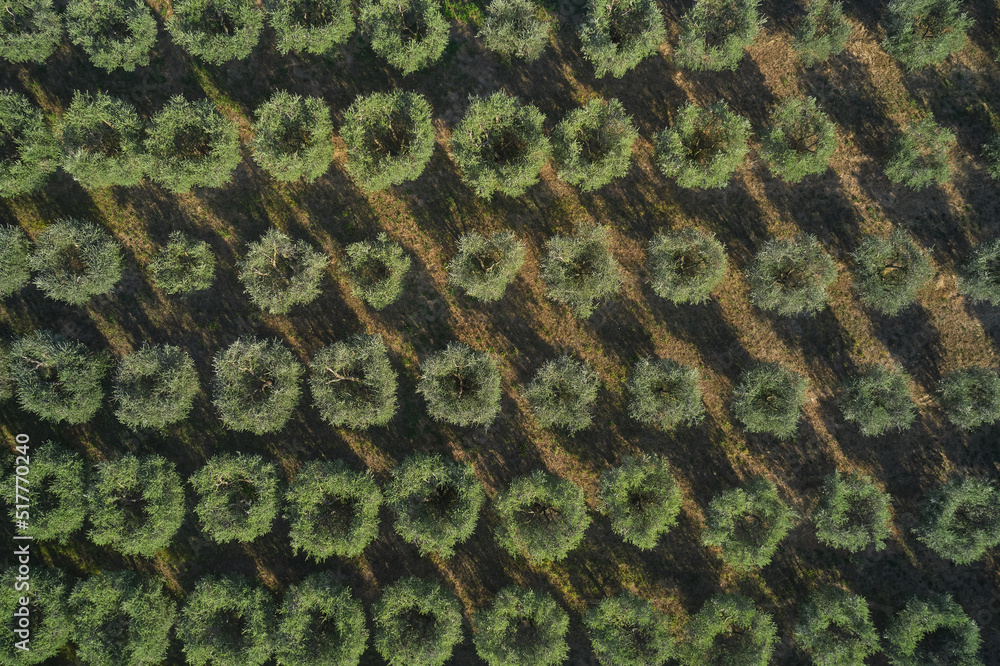 Olive grove top view. Aerial view of olive trees lake garda italy. Top ...