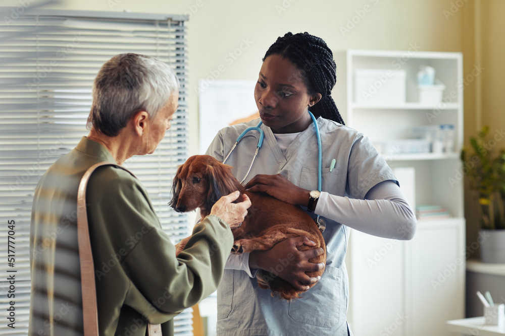 Portrait of black young woman as veterinarian examining dog dachshund ...
