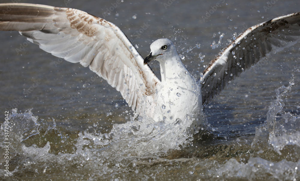 Seagull while spraying the sea water with its wings photographed with a ...