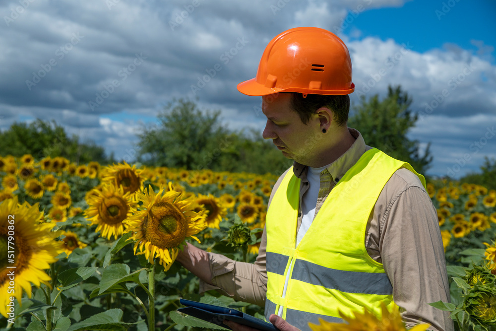 Agronomist with tablet inspects sunflower crop in agricultural field ...
