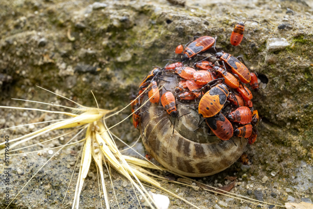 nymphs of Fire Bugs ( Pyrrhocoris apterus ) on a land snail Stock Photo ...