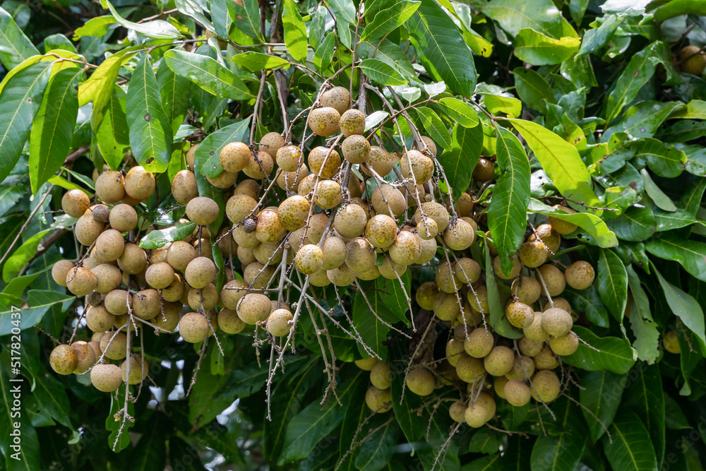 Longan tree at the Longan orchard, Longan orchard, Tropical fruit fresh ...