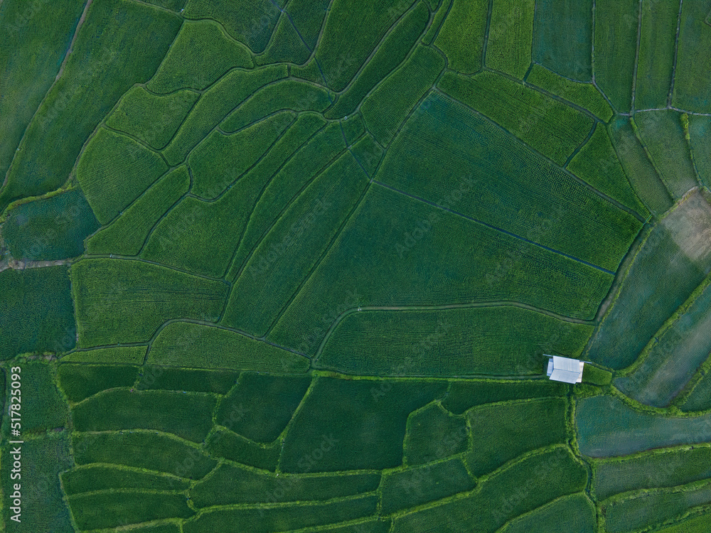 Aerial top view of beautiful green rice terrace fields with twin ...