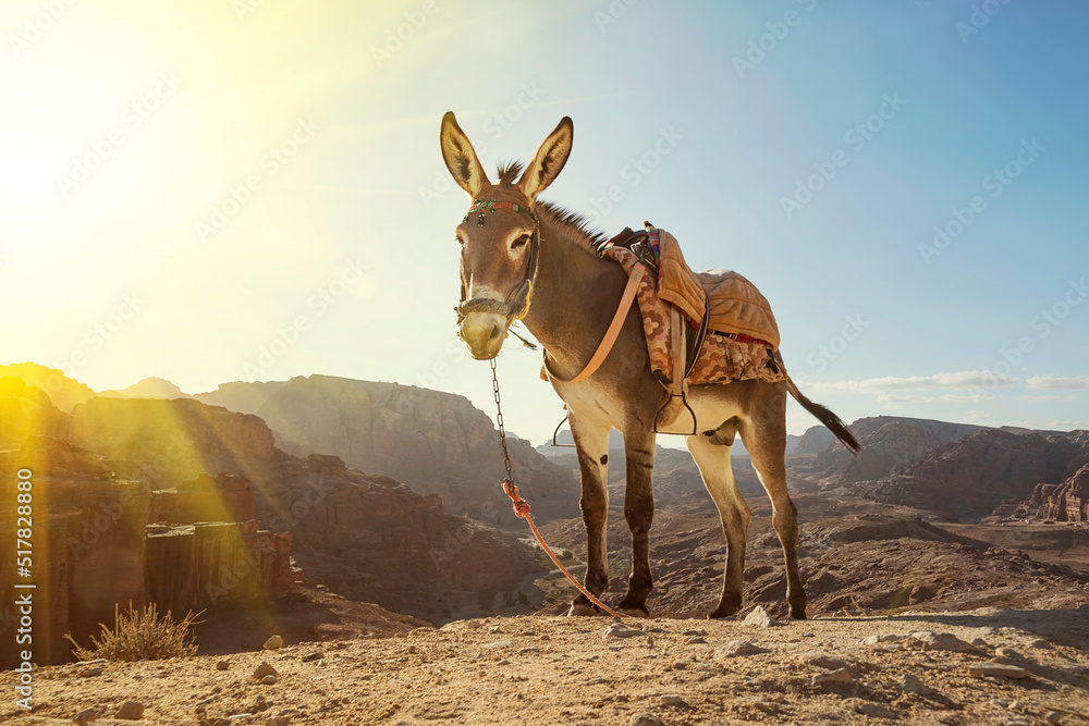 Donkey in Petra ancient town. Donkey portrait close up, Stock Photo ...