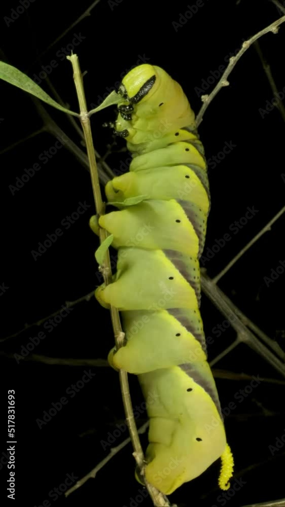 VERTICAL VIDEO: Сlose-up of Larva (caterpillar) of butterfly Death's ...
