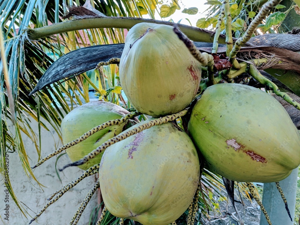 Coconut, nyiur or kerambil is the only species of palm plant that ...