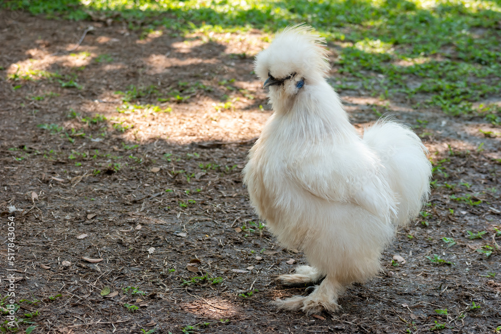 Silkie chicken, An unusual breed poultry with fluffy like wool feathers ...