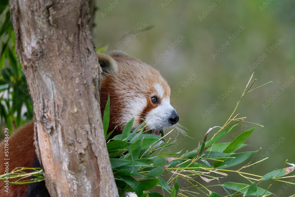 Red panda at the San Francisco Zoo Stock Photo | Adobe Stock