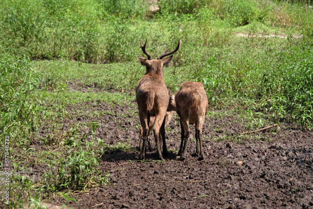Sunlit red deer, cervus elaphus, stag with new antlers growing facing ...