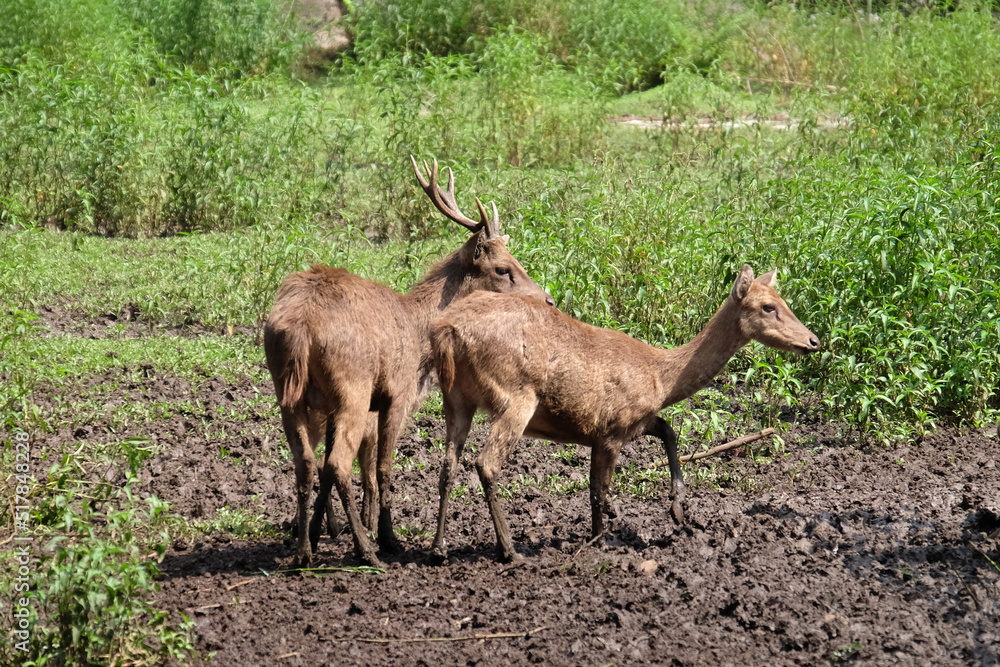 Sunlit red deer, cervus elaphus, stag with new antlers growing facing ...