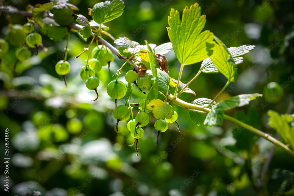 Ribes uva-crispa, Wild Gooseberry known as gooseberry or European ...