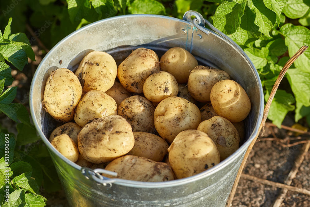 Top view of plastic bucket full of fresh dug out potatoes on a ground ...