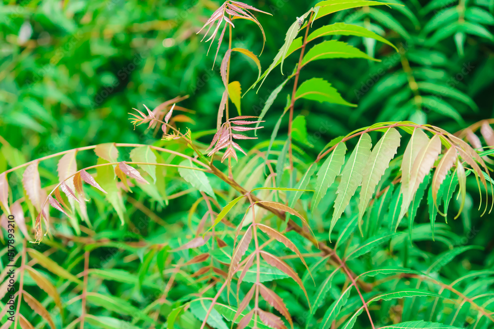 Neem tree leaves and flowers,ayurvedic nim or herbal,Skin problem ...