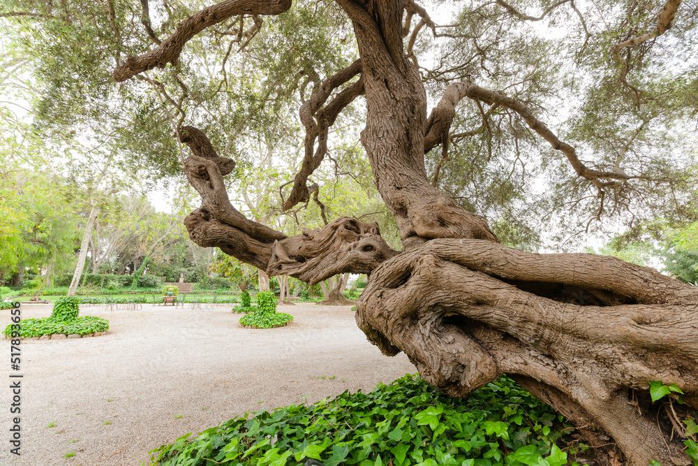 antiguo olivo donde segun la tradicion se sentaba santa Catalina Thomas ...
