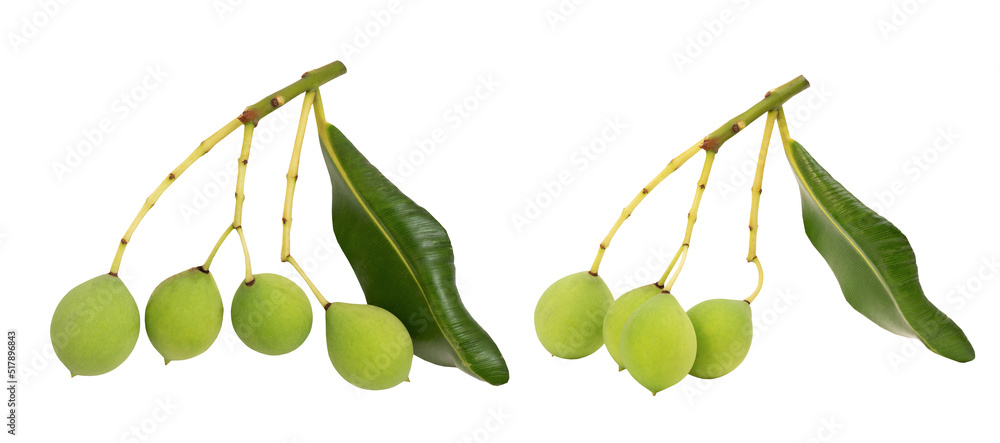Alexandrian laurel or Calophyllum inophyllum fruits isolated on white ...