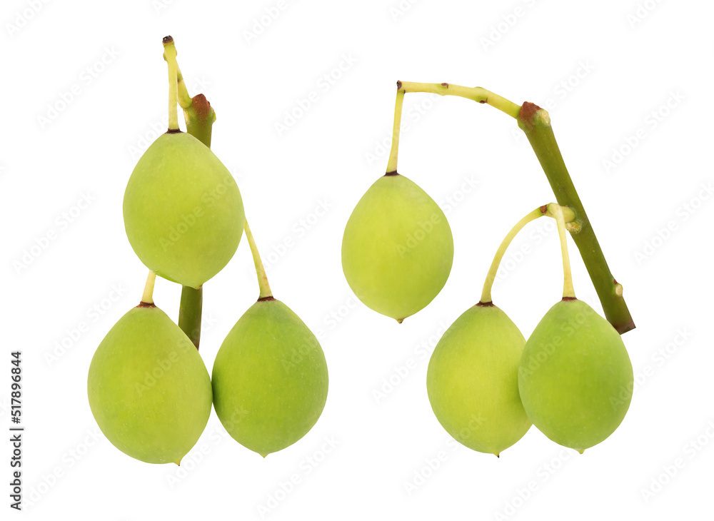 Alexandrian laurel or Calophyllum inophyllum fruits isolated on white ...