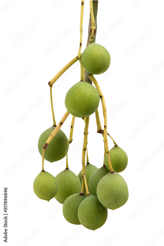 Alexandrian laurel or Calophyllum inophyllum fruits isolated on white ...