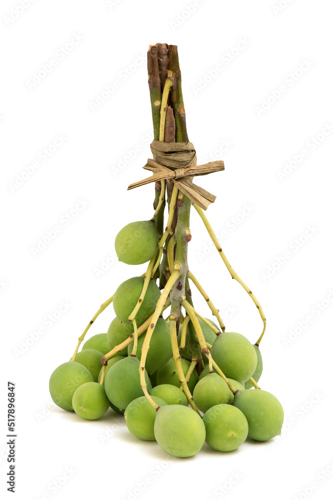 Alexandrian laurel or Calophyllum inophyllum fruits isolated on white ...