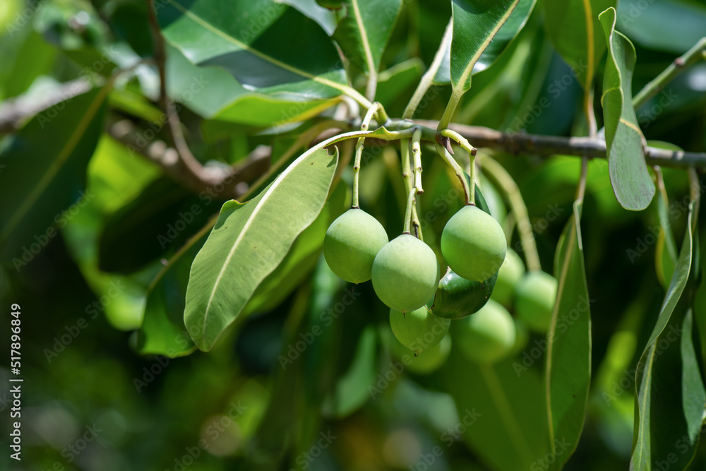 Alexandrian laurel or Calophyllum inophyllum fruits on nature ...