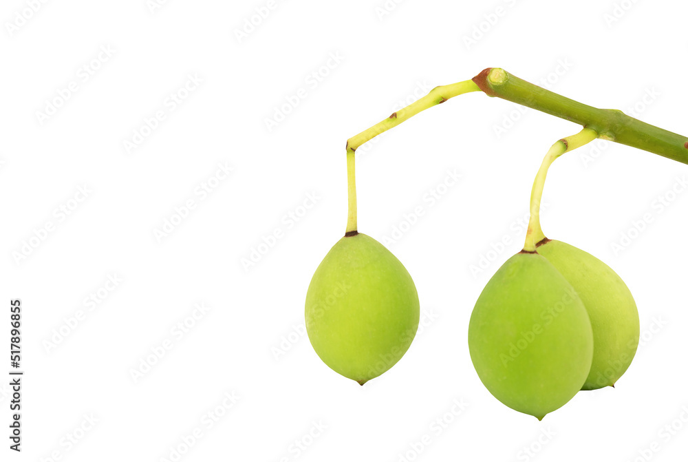 Alexandrian laurel or Calophyllum inophyllum fruits isolated on white ...