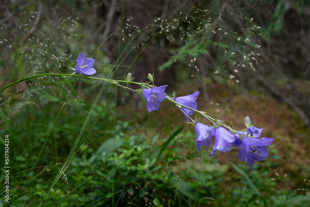 Beautiful puprle Harebell or Scottish Bluebell in forest. Campanula ...