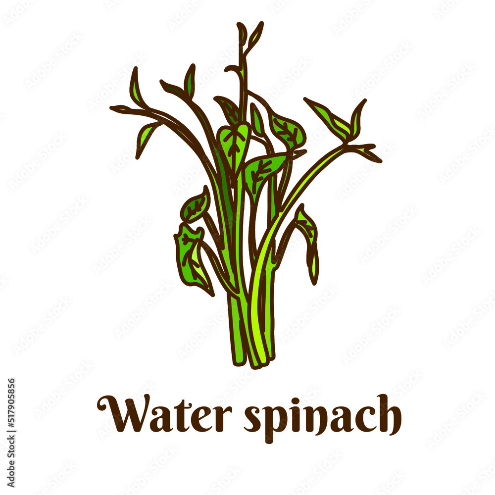 Hand drawn flat cartoon vector illustration of water spinach or morning ...