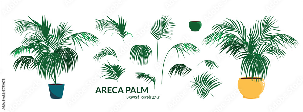 A set for designing a palm tree for the interior. Vector illustration ...