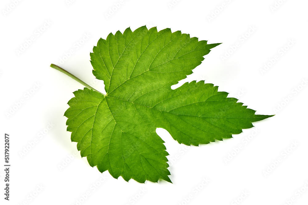 Humulus lupulus, Common hop leaves, isolated on white background. Stock ...