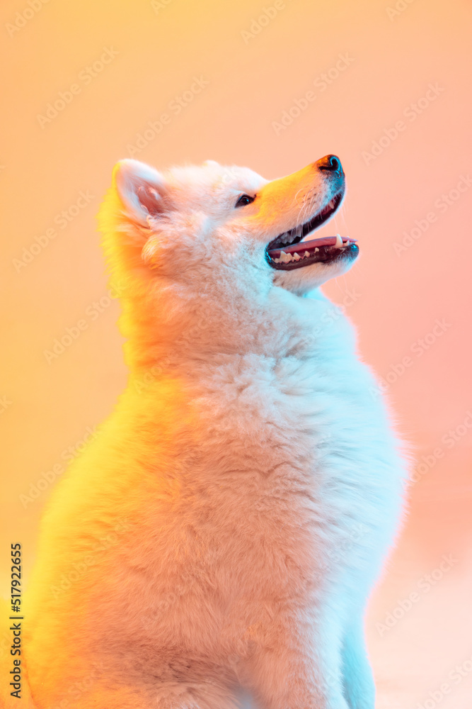 Profile view of beautiful fluffy white Samoyed dog posing isolated on ...