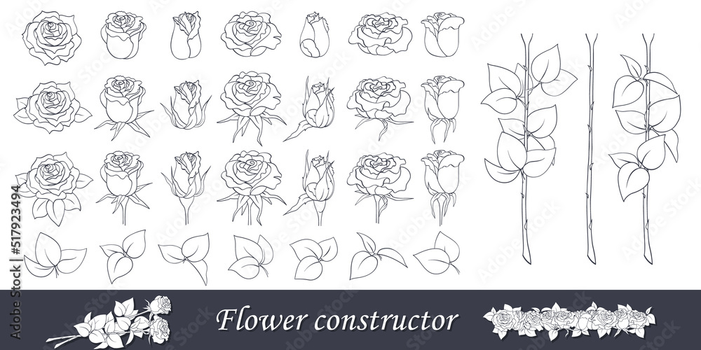 Rose flowers set, isolated line sketch. Blooming buds, leaves and stems ...