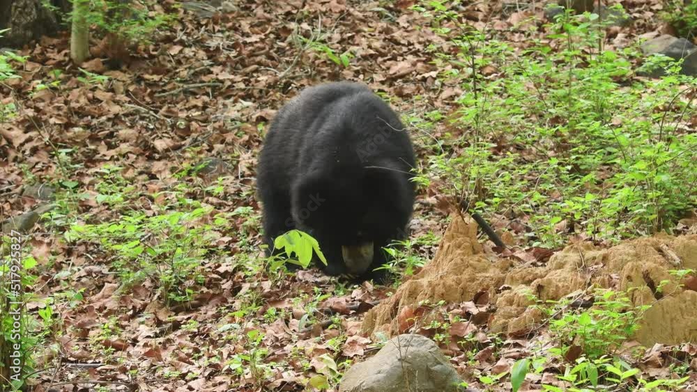 full shot of sloth bear or Melursus ursinus busy eating termites from ...
