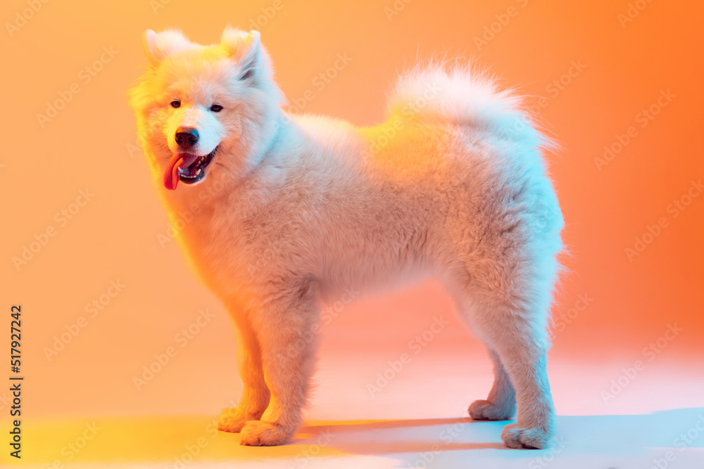 Studio shot of beautiful fluffy white Samoyed dog posing isolated on ...