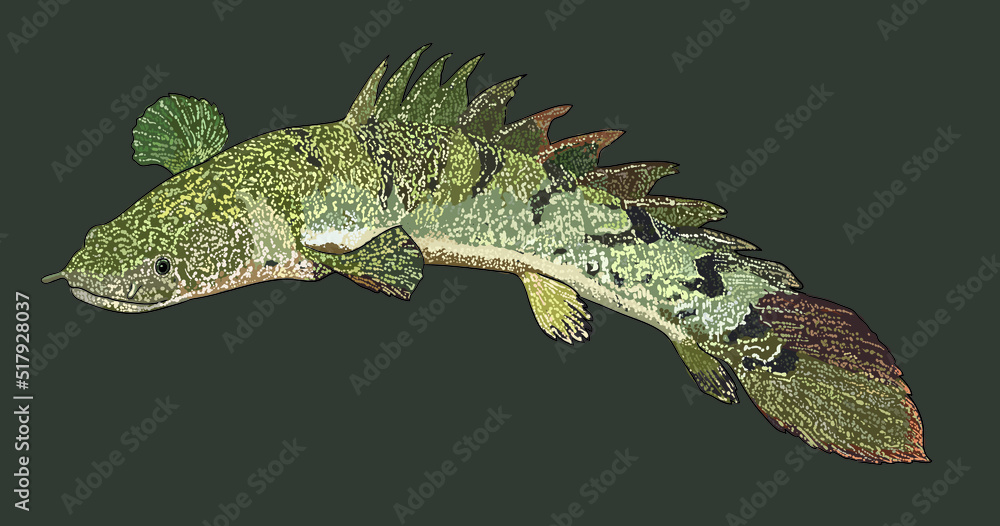 Drawing polypterus delhezi, exotic, art.illustration, vector Stock ...
