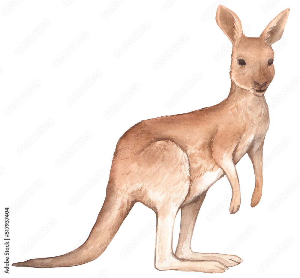 Watercolor kangaroo illustration. Hand drawn australian animals ...