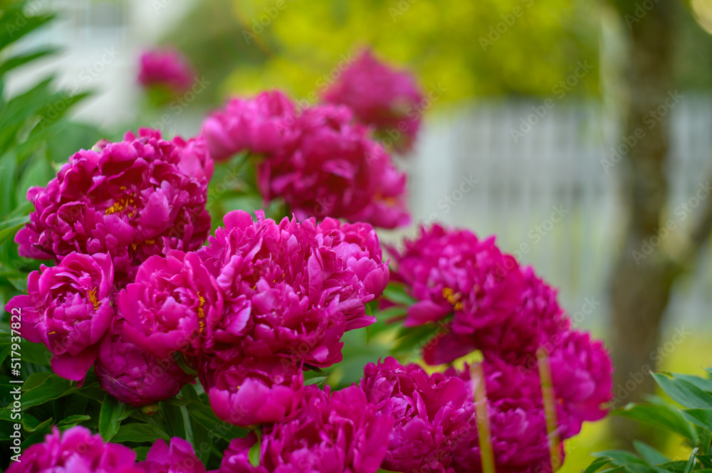 Peony with dark red flowers. From about the 16th century. A bushy ...