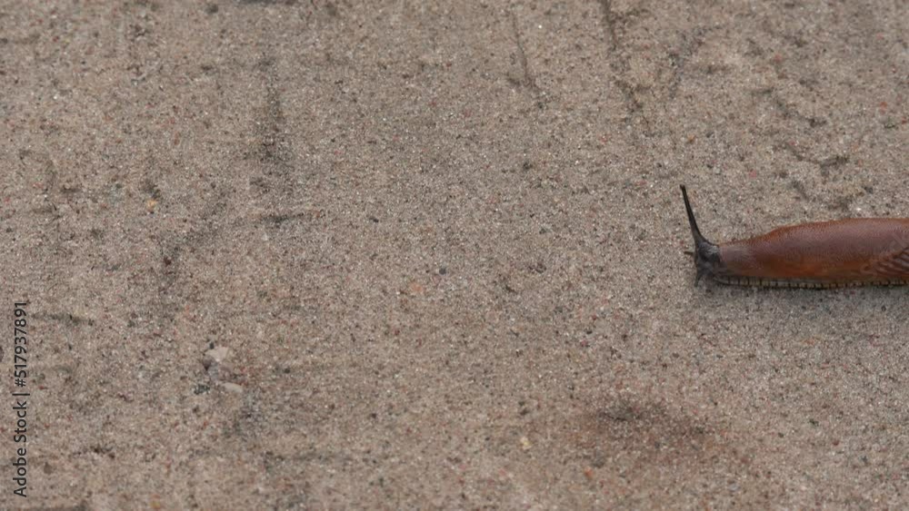 Vídeo do Stock: The Spanish slug (Arion vulgaris or Arion lusitanicus ...