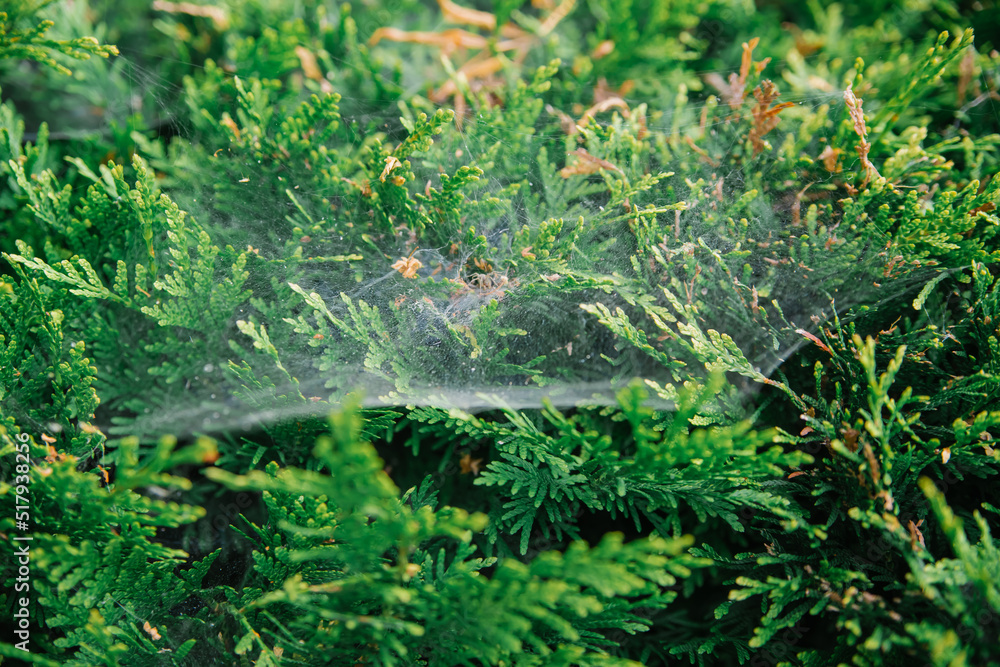 The web between the green branches of the western thuja, also known as ...