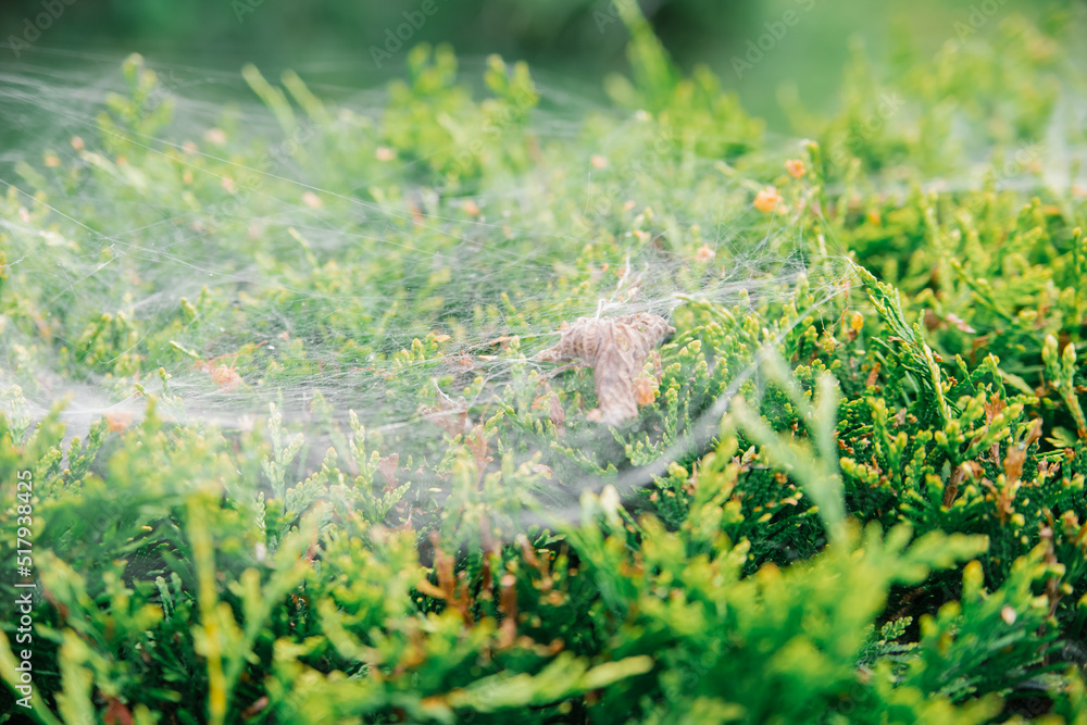 The web between the green branches of the western thuja, also known as ...