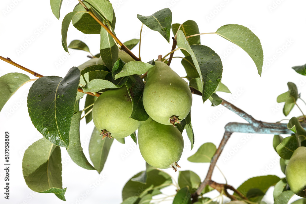 Pear branch with unripe pear fruits. Organic fruits. Isolate Stock ...